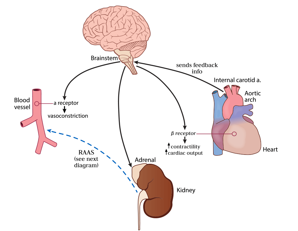 A PROPOS DE L’HYPERTENSION ARTERIELLE